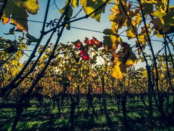 Round of the vines - Outing in Villematier