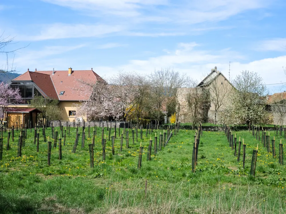 Photos - Herrlisheim-près-Colmar - Tourisme, Vacances & Week-end