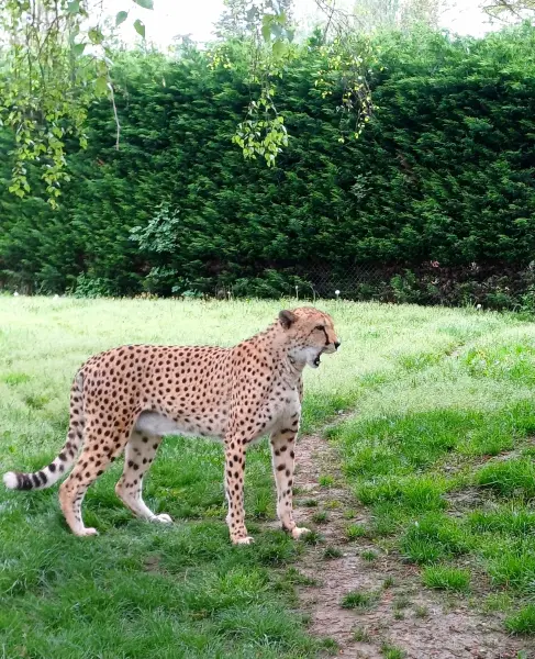 Parc zoologique du Domaine des Fauves - Lieu de loisirs aux Abrets en Dauphiné