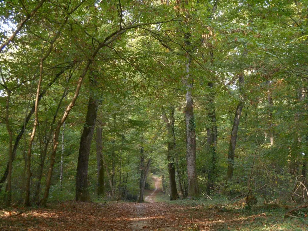 Photos - Montech - Tourisme, Vacances & Week-end