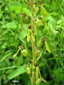 Plestin-les-Grèves - Tourisme, Vacances & Week-end