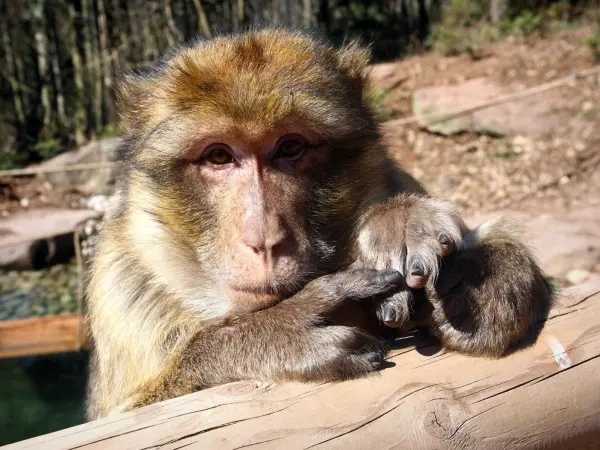 Der Affenberg - Führer Tourismus & Urlaub