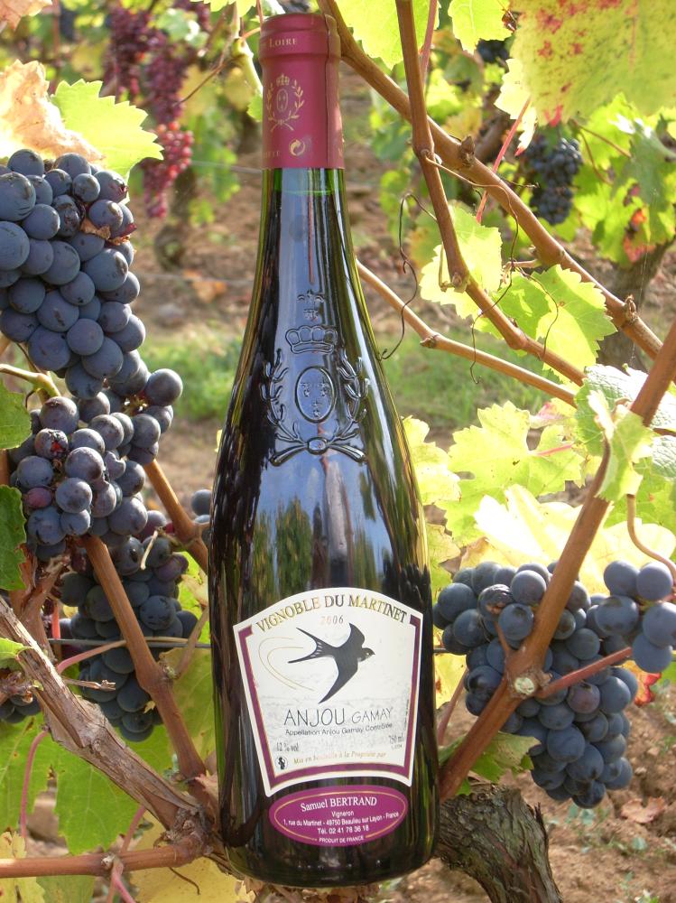 Photos - Anjou and Saumur wines - Gastronomy & Holidays guide