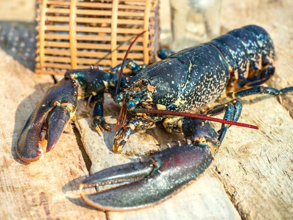 Astice bretone - Guida Gastronomia e vacanze