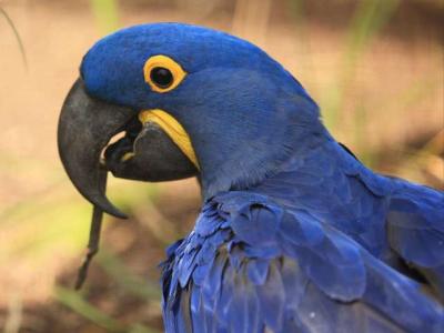 The Bird Park - Tourism & Holiday Guide