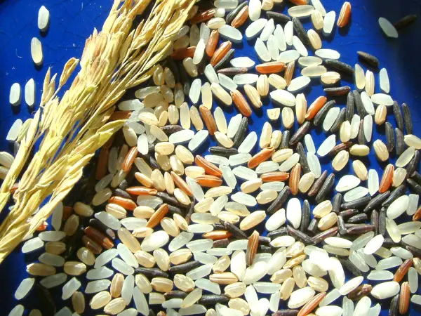 Camargue rice - Gastronomy & Holidays guide