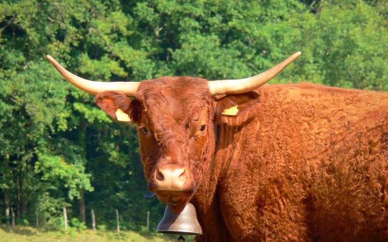 Vache Salers - 4 images de qualité en haute définition