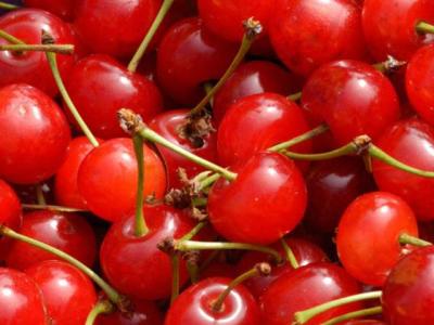 La cerise de Montmorency - Guide Gastronomie & Vacances