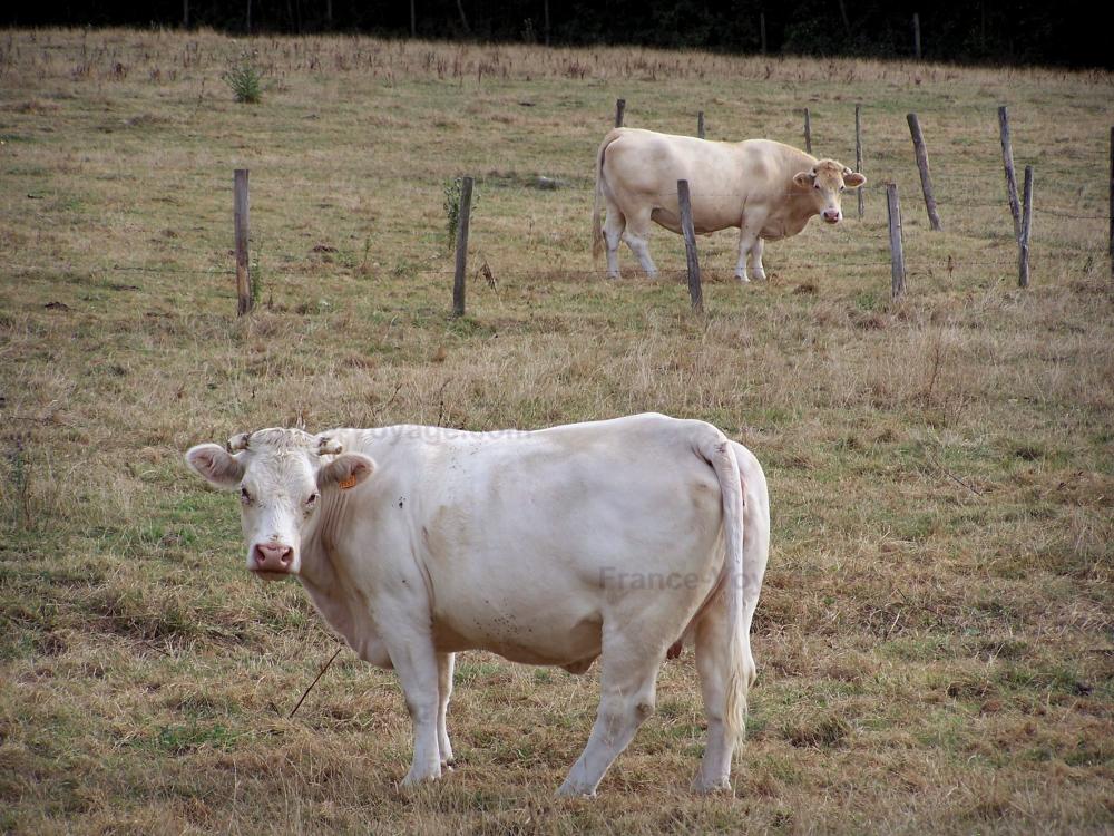 Bilder - Charolais Rind - 4 Qualitätsbilder in hoher Auflösung