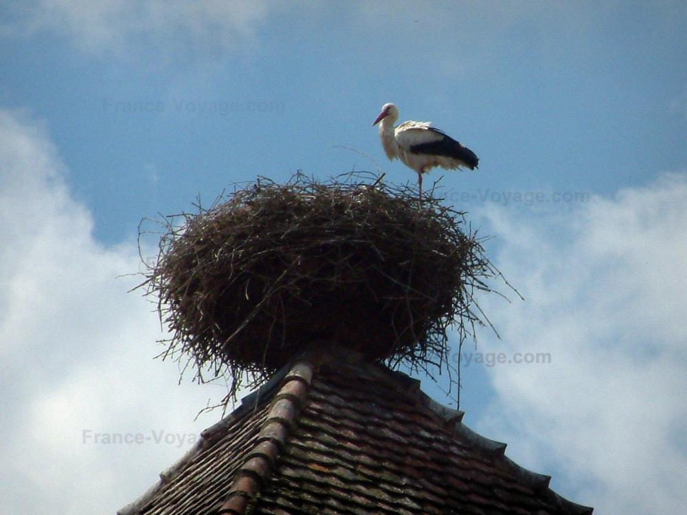 Photos - La cigogne d'Alsace - Guide Tourisme & Vacances