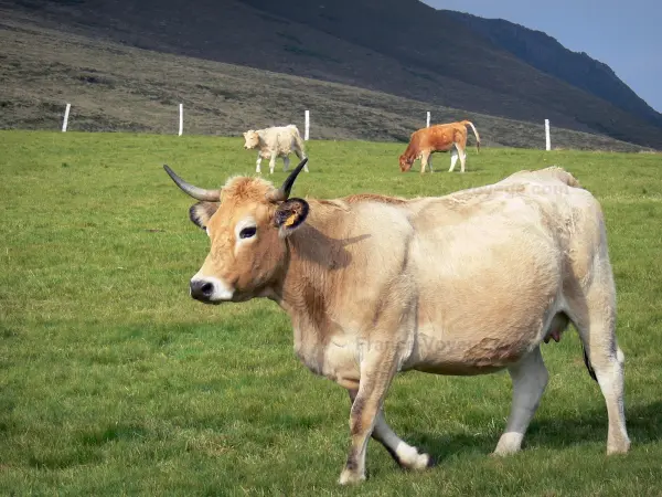Cows - 5 quality high-definition images