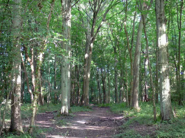 Foresta di L'Isle-Adam - 3 immagini di qualità in alta definizione