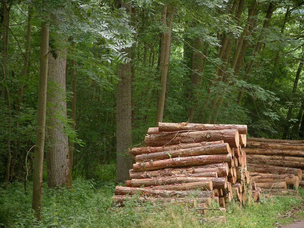 Photos - Forêt de Compiègne - 9 images de qualité en haute définition