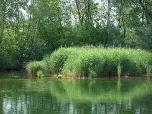 Le Grand Ried alsacien - Guide Tourisme & Vacances