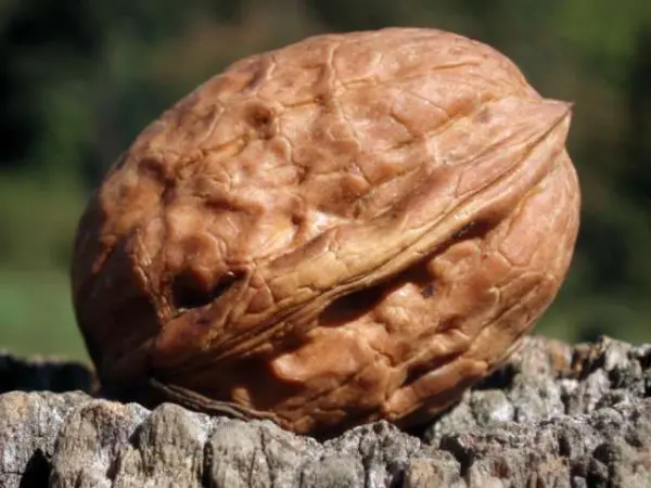 Grenoble walnuts - Gastronomy & Holidays guide