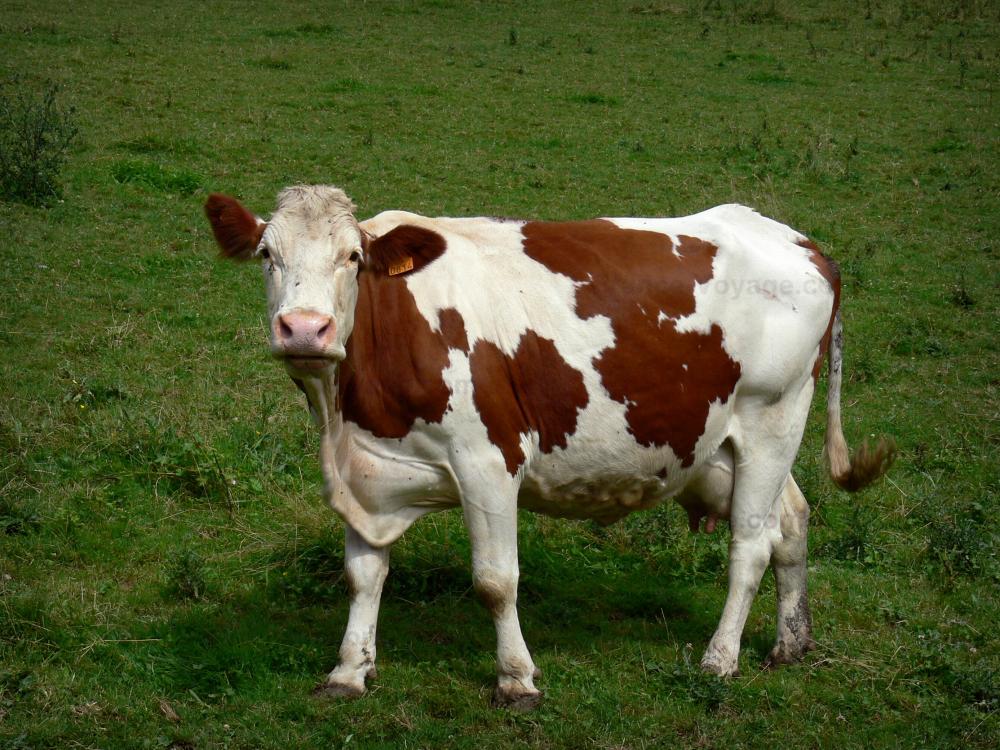 Foto's - Het Montbéliard-rund - Gids voor Gastronomie & Vrijetijdsbesteding