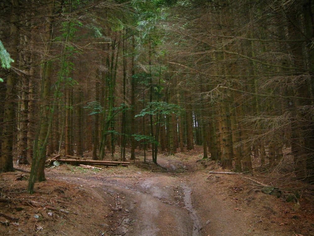 Photos - Le Hohwald - 9 images de qualité en haute définition