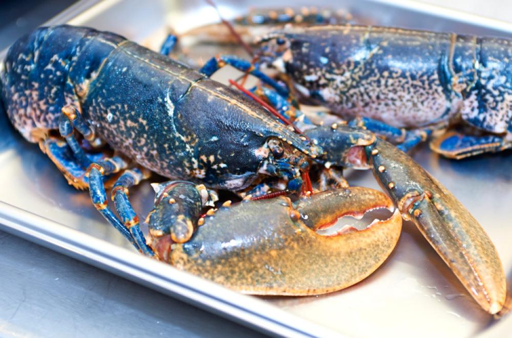 Photos - Le homard breton - Guide Gastronomie & Vacances