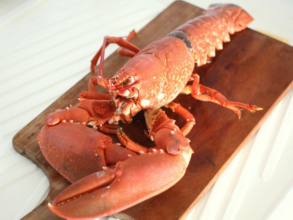 Photos - Le homard breton - Guide Gastronomie & Vacances