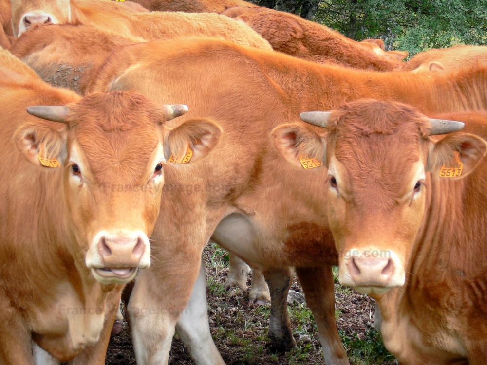 Photos - Limousine cow - 10 quality high-definition images