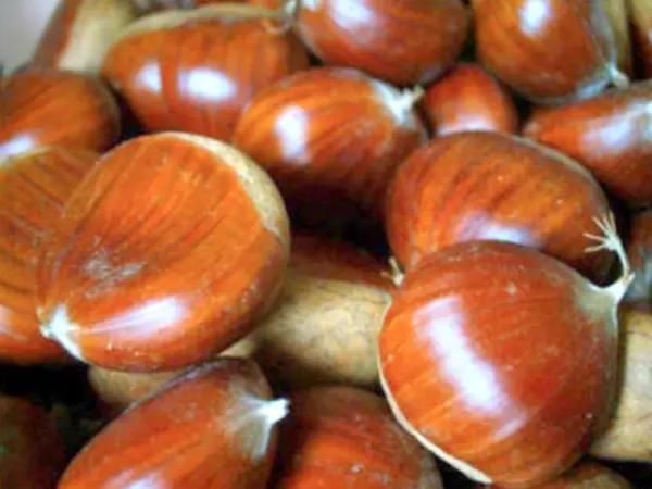 Le marron du Périgord - Guide Gastronomie & Vacances