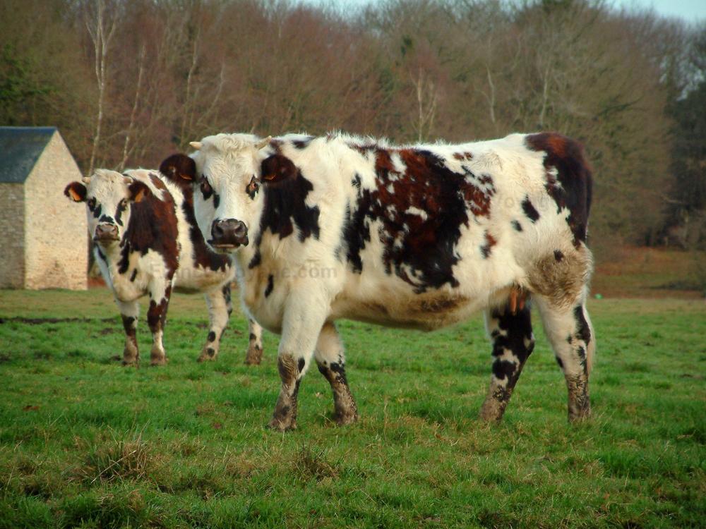 Photos - Normandy cow - 5 quality high-definition images