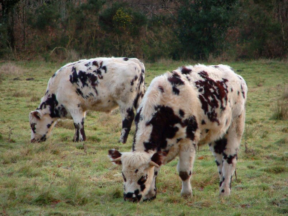 Photos - Normandy cow - 5 quality high-definition images