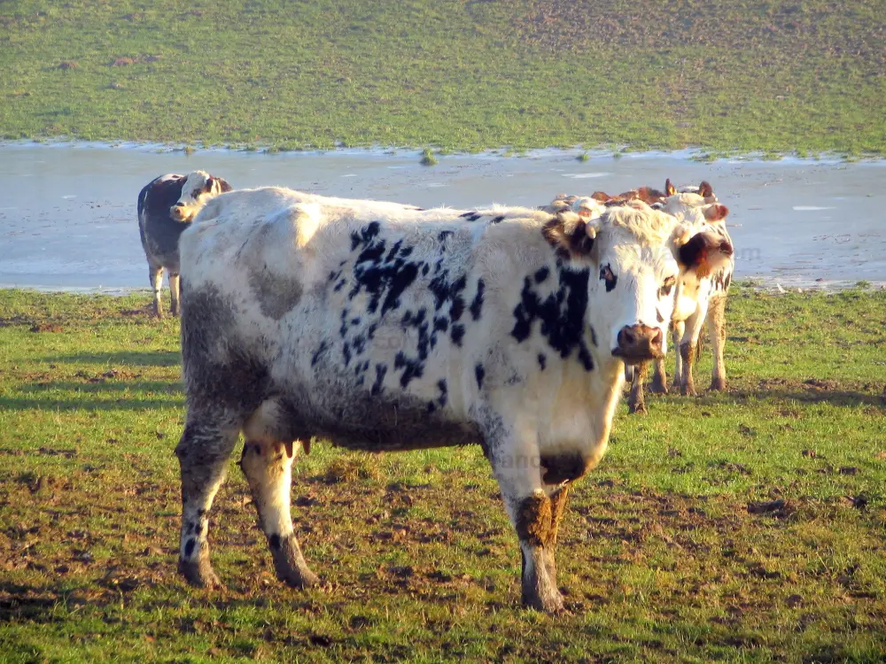 Photos - Normandy cow - 6 quality high-definition images