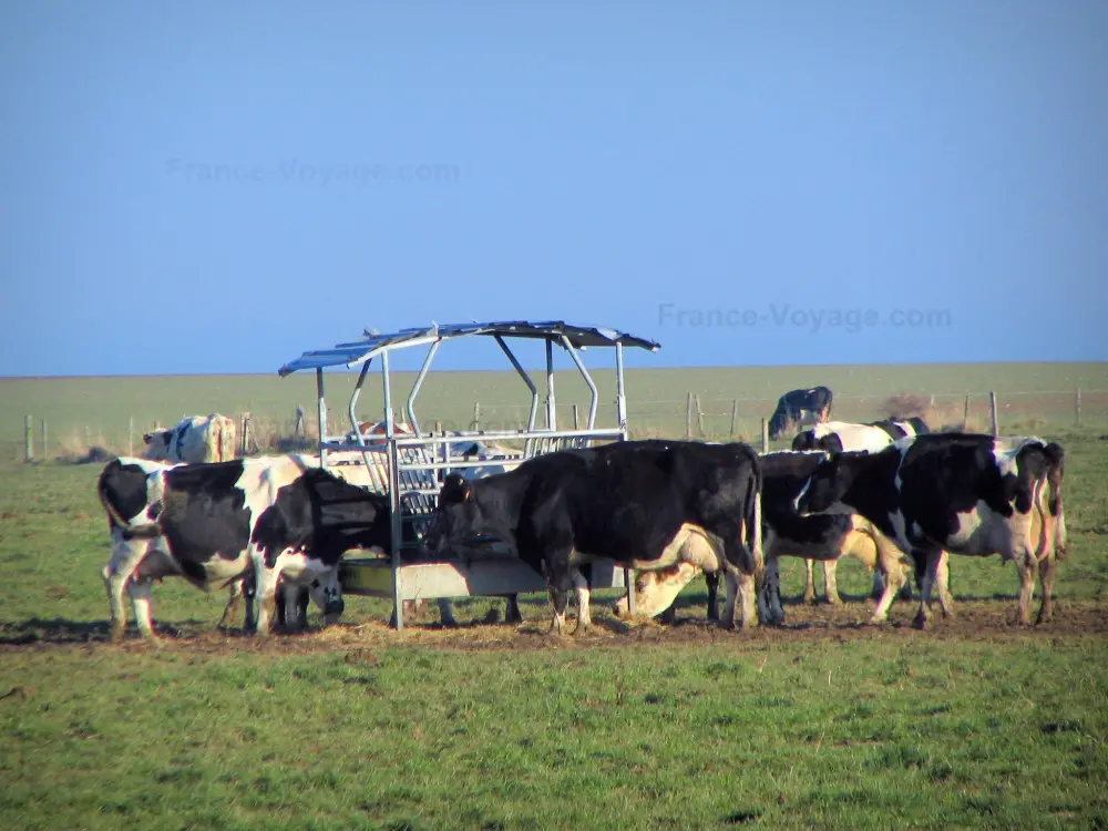 Photos - Normandy cow - 6 quality high-definition images