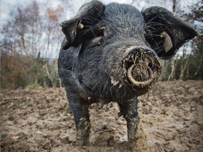 Le porc noir de Bigorre - Guide Gastronomie & Vacances