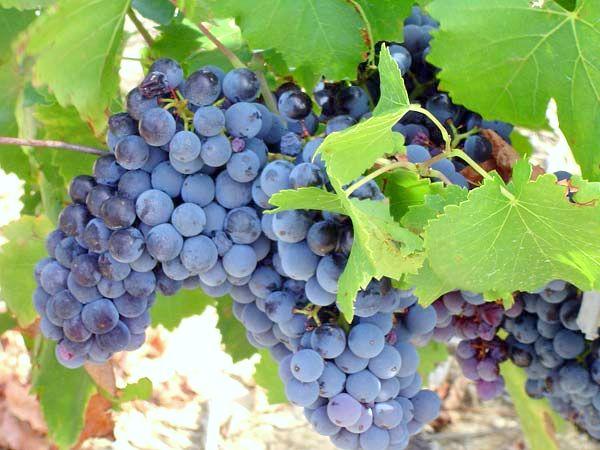 Le raisin muscat du Ventoux - Guide Gastronomie & Vacances