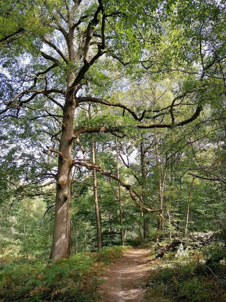 Photos - The Rambouillet forest - Tourism & Holiday Guide