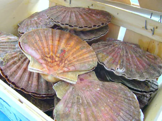 Foto's - Sint Jacobsschelp uit de baai van Saint-Brieuc - Gids voor ...