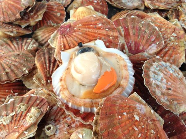 Sint-Jacobsschelp uit Normandië - Gids voor Gastronomie ...