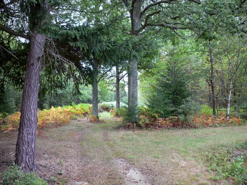 Photos - Sologne - Tourism & Holiday Guide