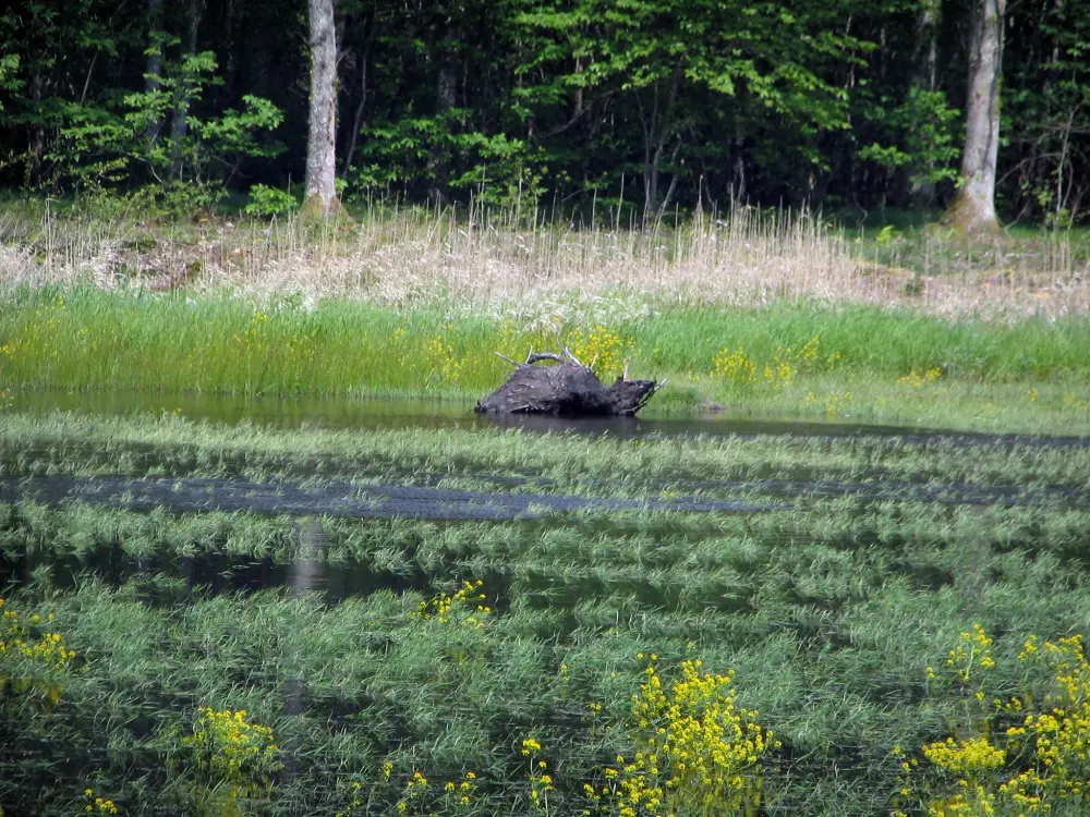 Photos - Sologne - Tourism & Holiday Guide