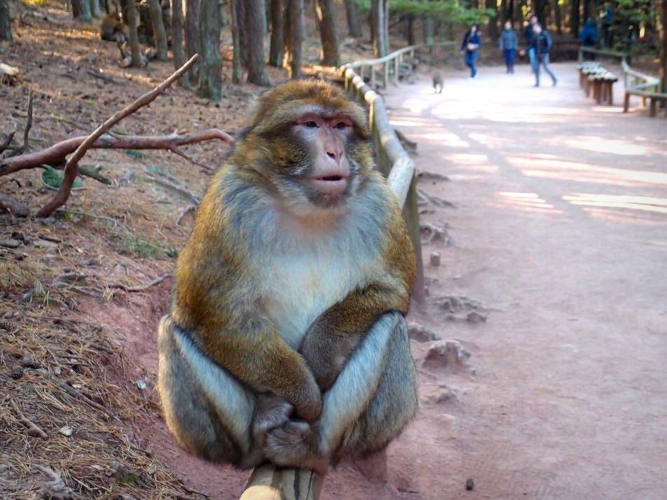 Fotos - The Monkey Mountain - Guia Turismo & Férias