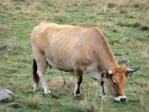 Vaca Aubrac - 4 imagens de qualidade alta definição