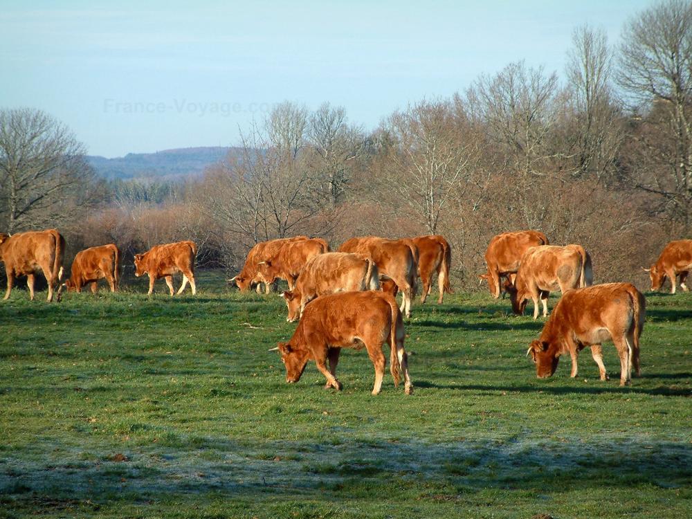 Fotos - Vaca limousine - 10 imágenes de calidad en alta definición