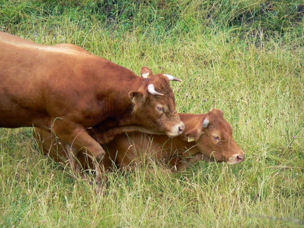 Fotos - Vaca de limusina - 10 imagens de qualidade alta definição