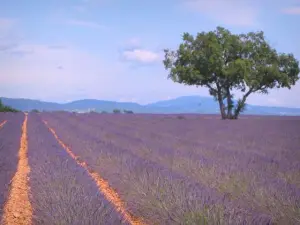 Valensole plateau - Tourism & Holiday Guide