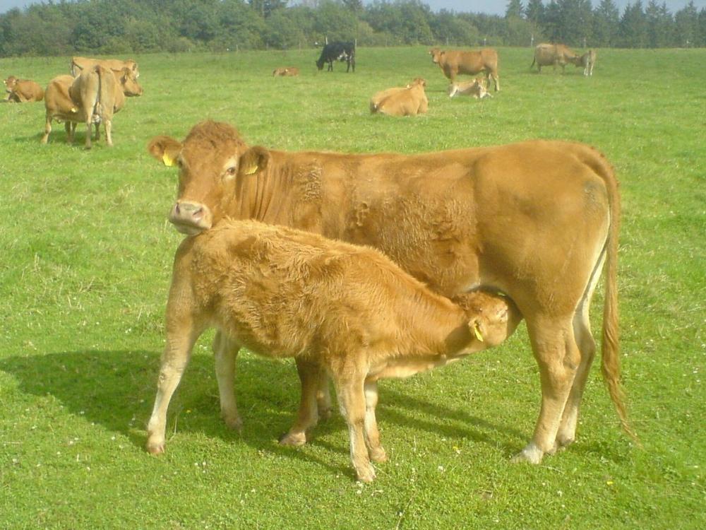 Photos - Le veau de lait - Guide Gastronomie & Vacances