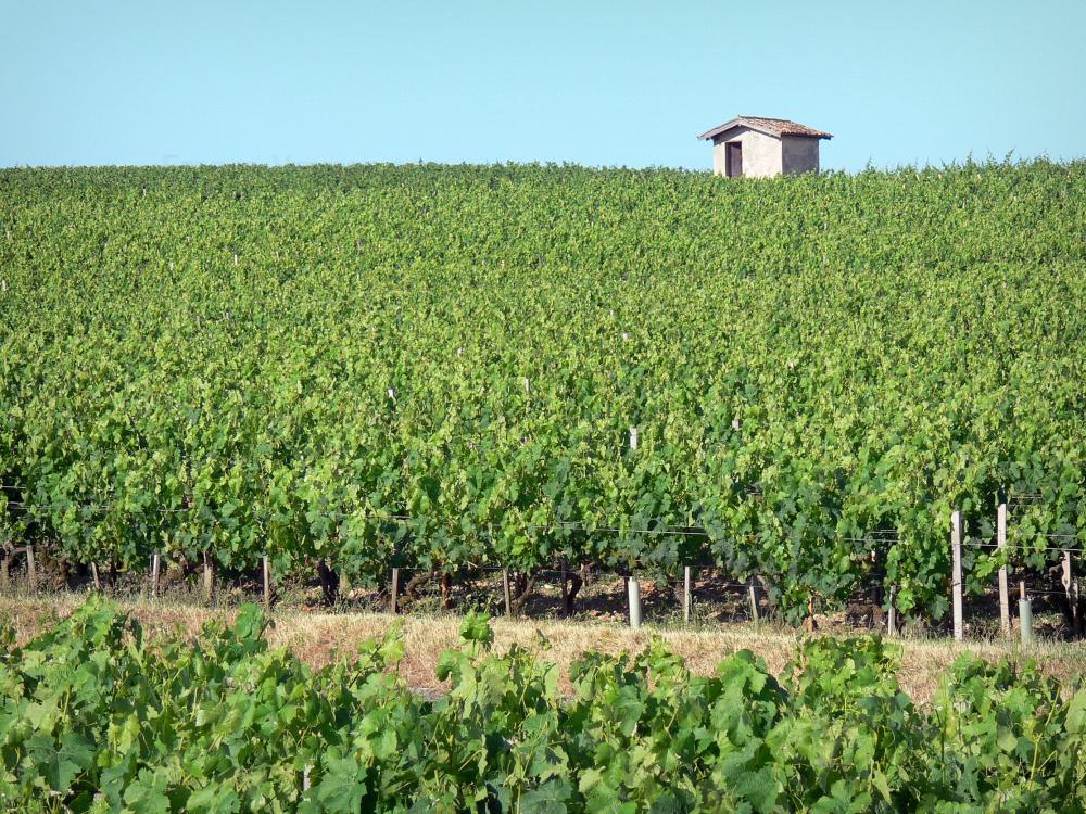 Photos - Vignoble de Bordeaux - 44 images de qualité en haute définition