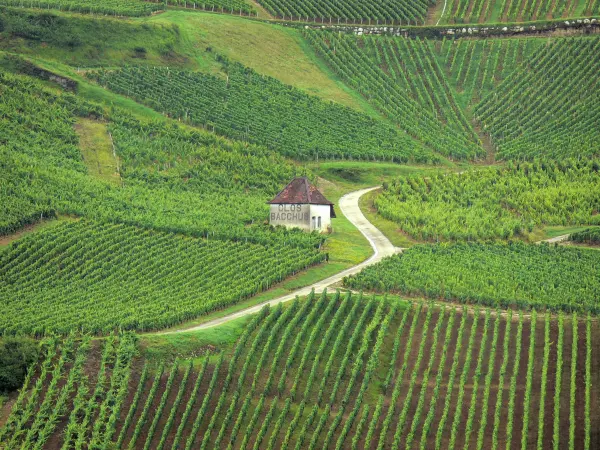 Le vignoble jurassien - Guide Gastronomie & Vacances