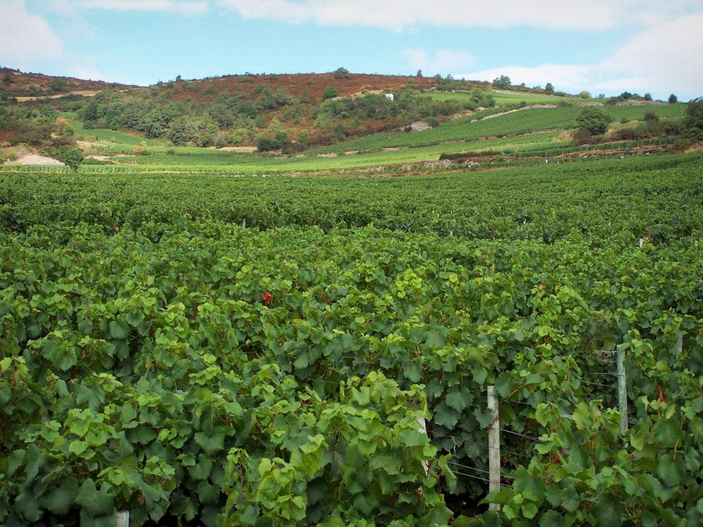 Photos - Le vignoble du Mâconnais - Guide Gastronomie & Vacances