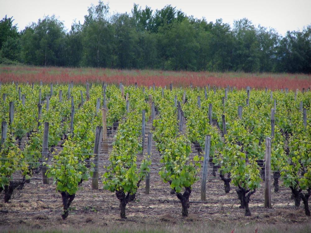 Photos - Vignoble de Touraine - 3 images de qualité en haute définition
