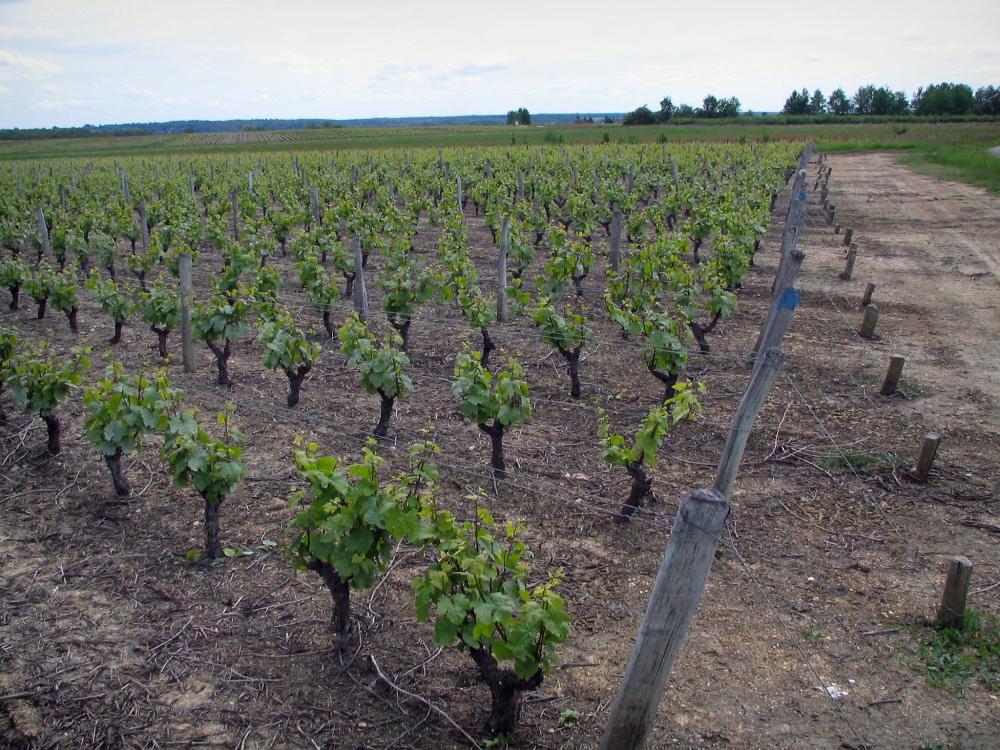 Photos - Vignoble de Touraine - 3 images de qualité en haute définition