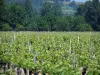 Le vignoble de Touraine - Guide Gastronomie & Vacances