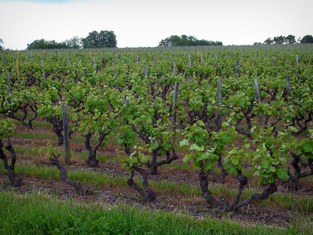 Photos - Vignoble de Touraine - 6 images de qualité en haute définition