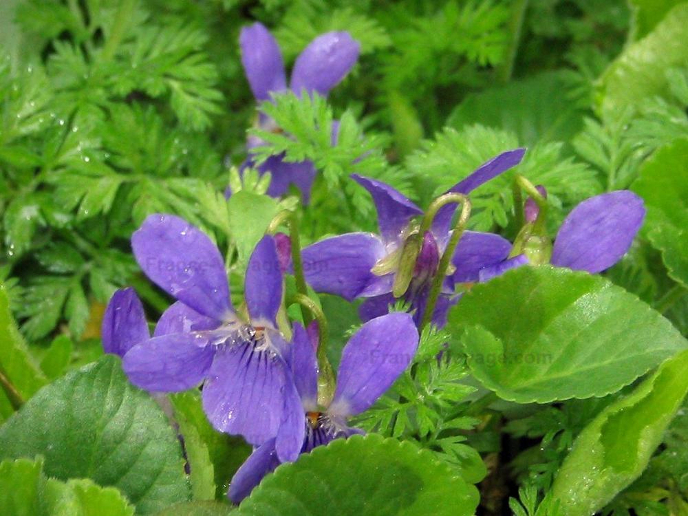 Photos - Violettes - 3 images de qualité en haute définition